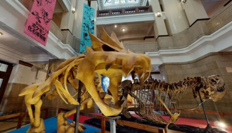 Pokemon Fossil Museum Virtual Tour Now Available – NintendoSoup