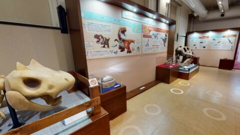Pokemon Fossil Museum Virtual Tour Now Available – NintendoSoup